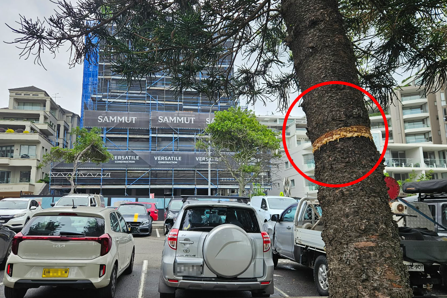 Aussie council launches investigation after disturbing ring carved into ...