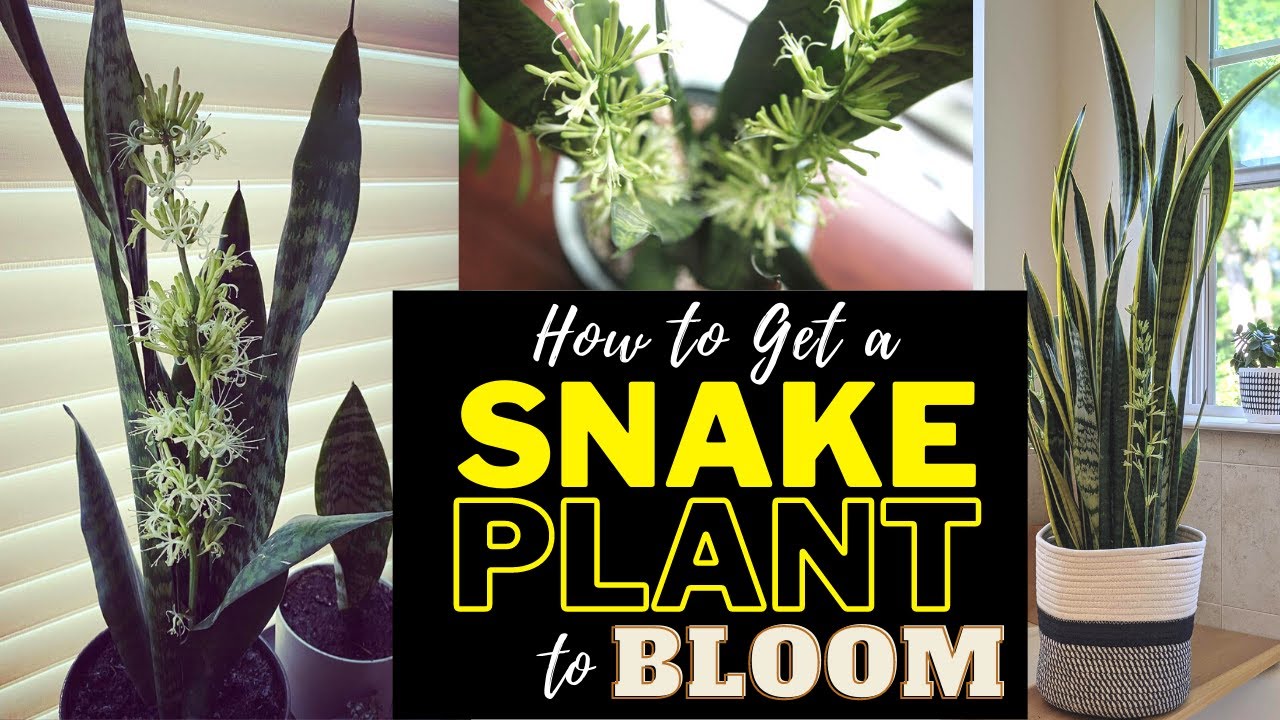 How to get a snake plant to bloom rare and fragrant flowers