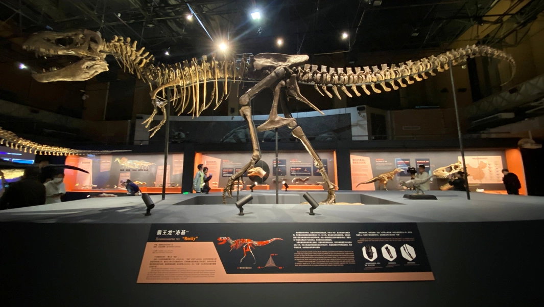 Study links T rex tiny arms to powerful skull evolution
