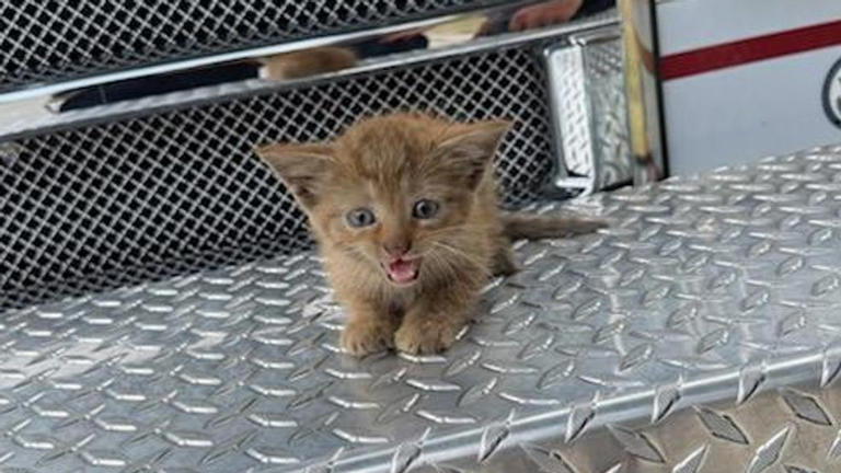 Tower crew purr-forms a rescue, pulls kitten from car engine in Goldsboro