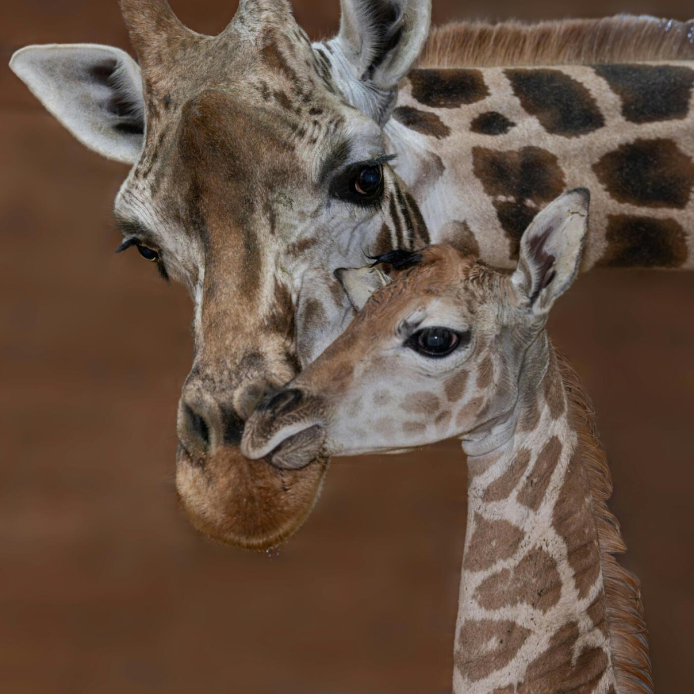 Zoo Schmiding in Oberösterreich begrüßte Giraffenbaby "Moyo"