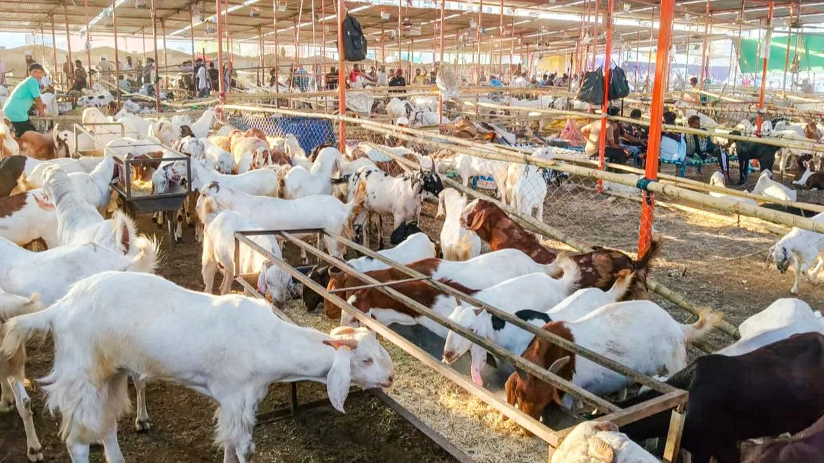 'Try eating paper instead of mutton': BJP leader Haji Arafat Shaikh's ...