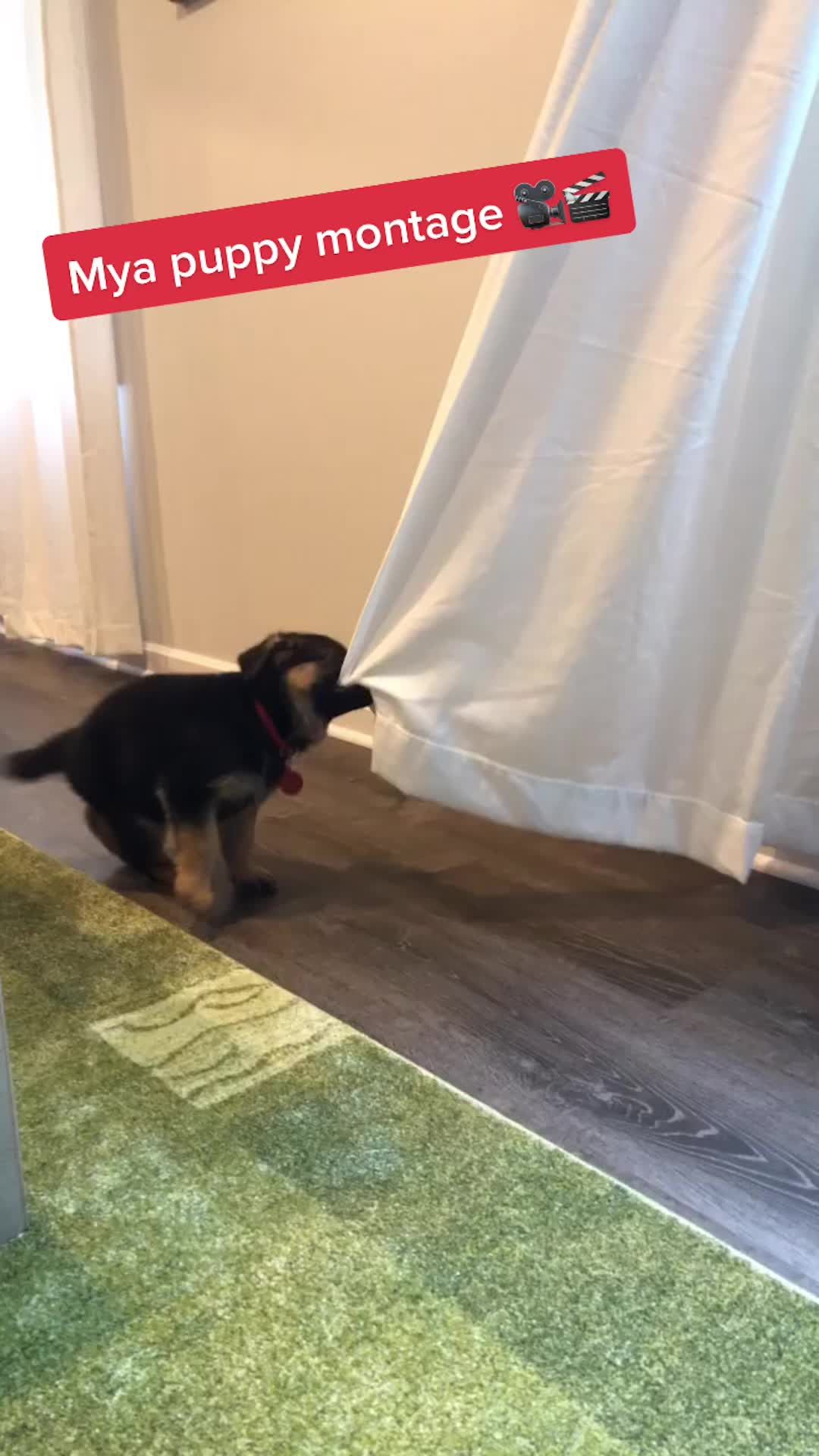 Mya German shepherd puppy montage