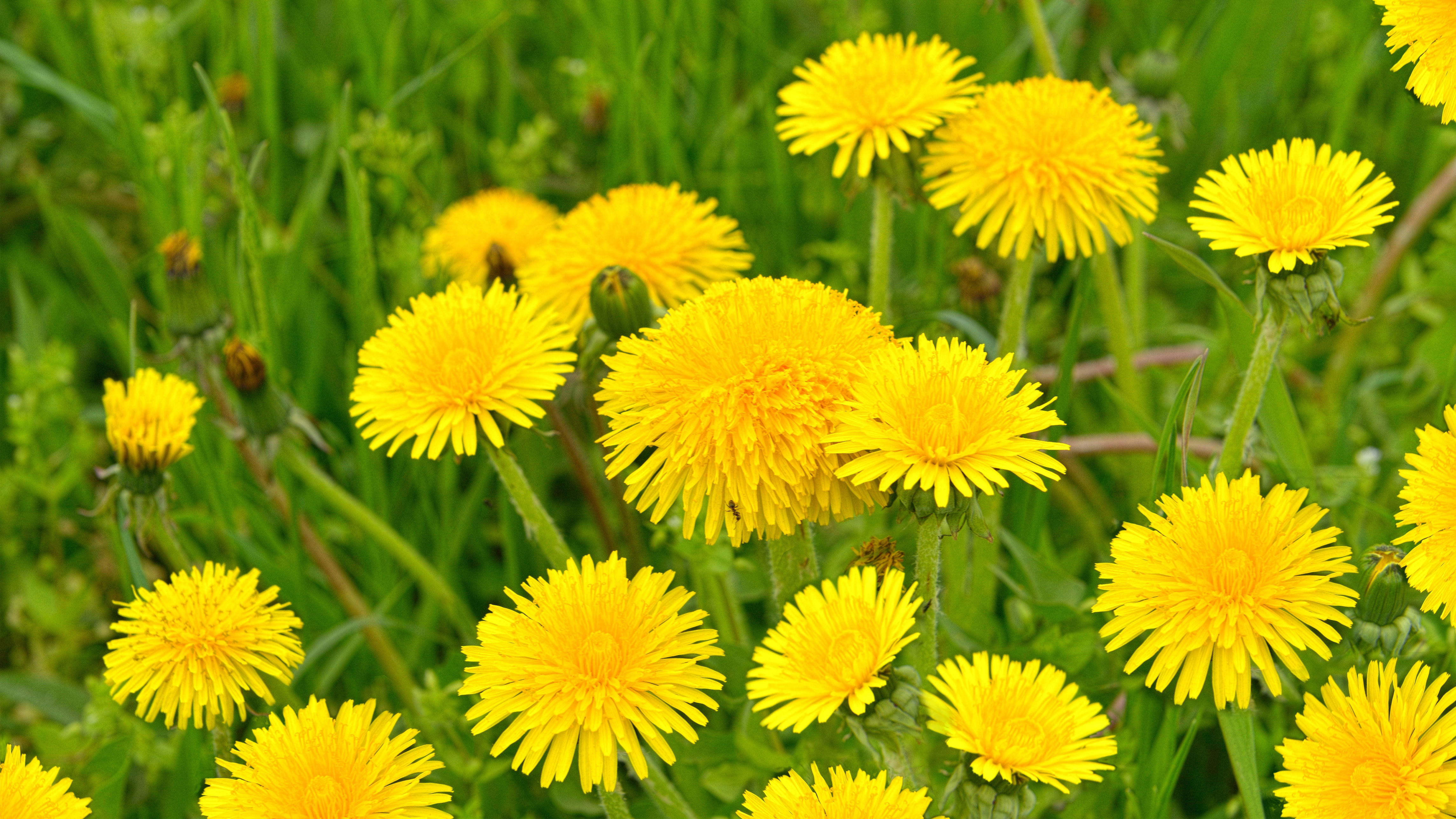 How to kill dandelions without wrecking your grass