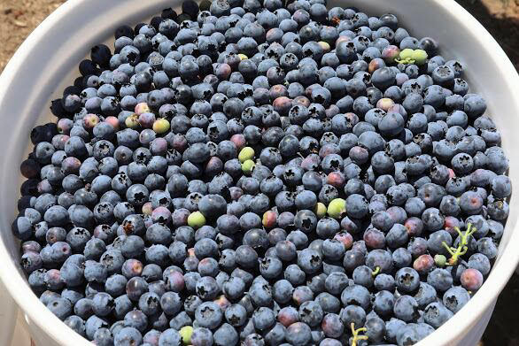 Purity Factories jam-making jammed up because of 'poor' berry season