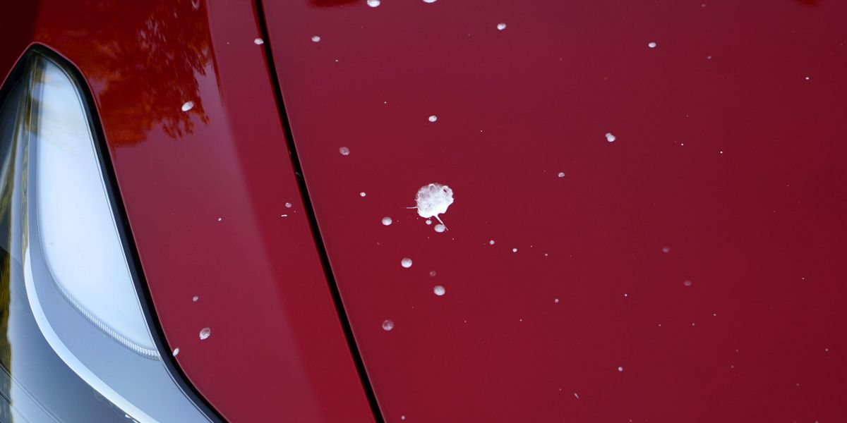Vogelkot auf dem Auto: Warum Sie ihn niemals ignorieren sollten