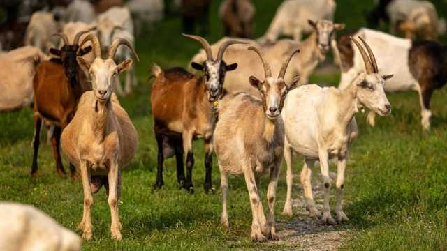 Bakrid scam: Fake payment apps used to dupe livestock sellers in Hyderabad