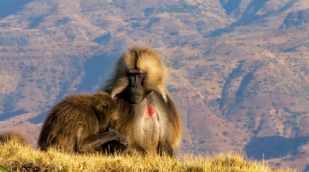 This killer monkey has giant fangs – but eats grass like a cow