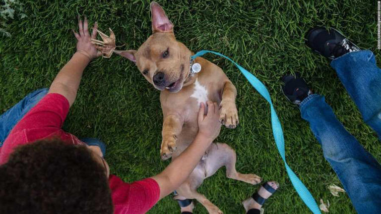 Union County Animal Shelter raises funds for vet expenses, looking to ...