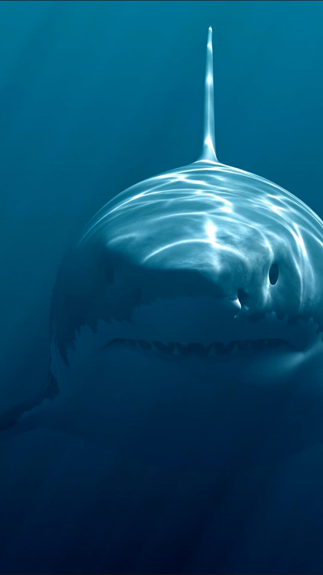 Captivating shark encounters underwater