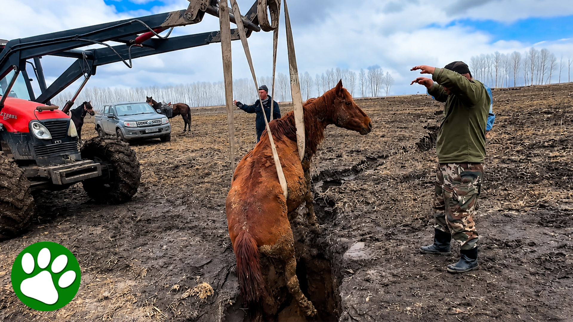 Locals unite to save pregnant horse from a deep ditch 👏🏼🤩