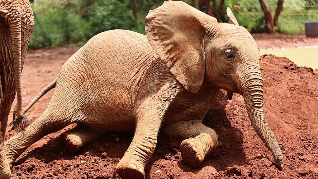 Elephant calf reunited with herd after scent-aided rescue in Kenya