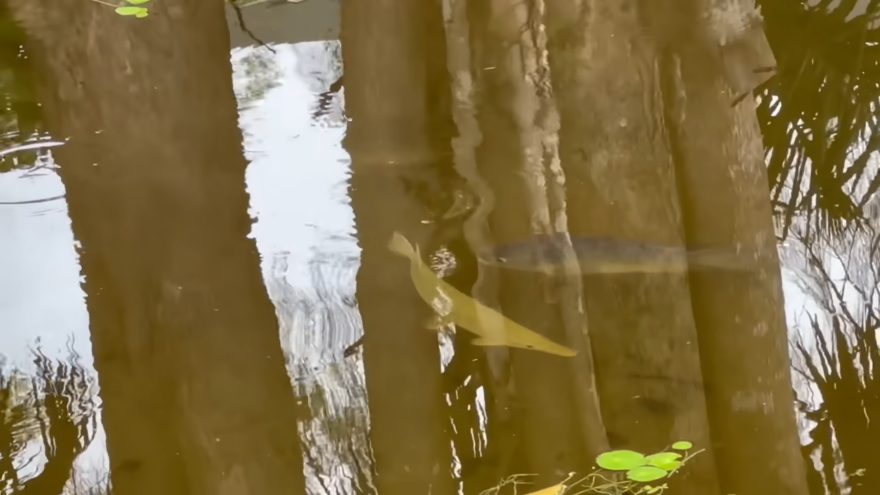 He thought it was just a canal… Until he finds a giant freshwater shark ...