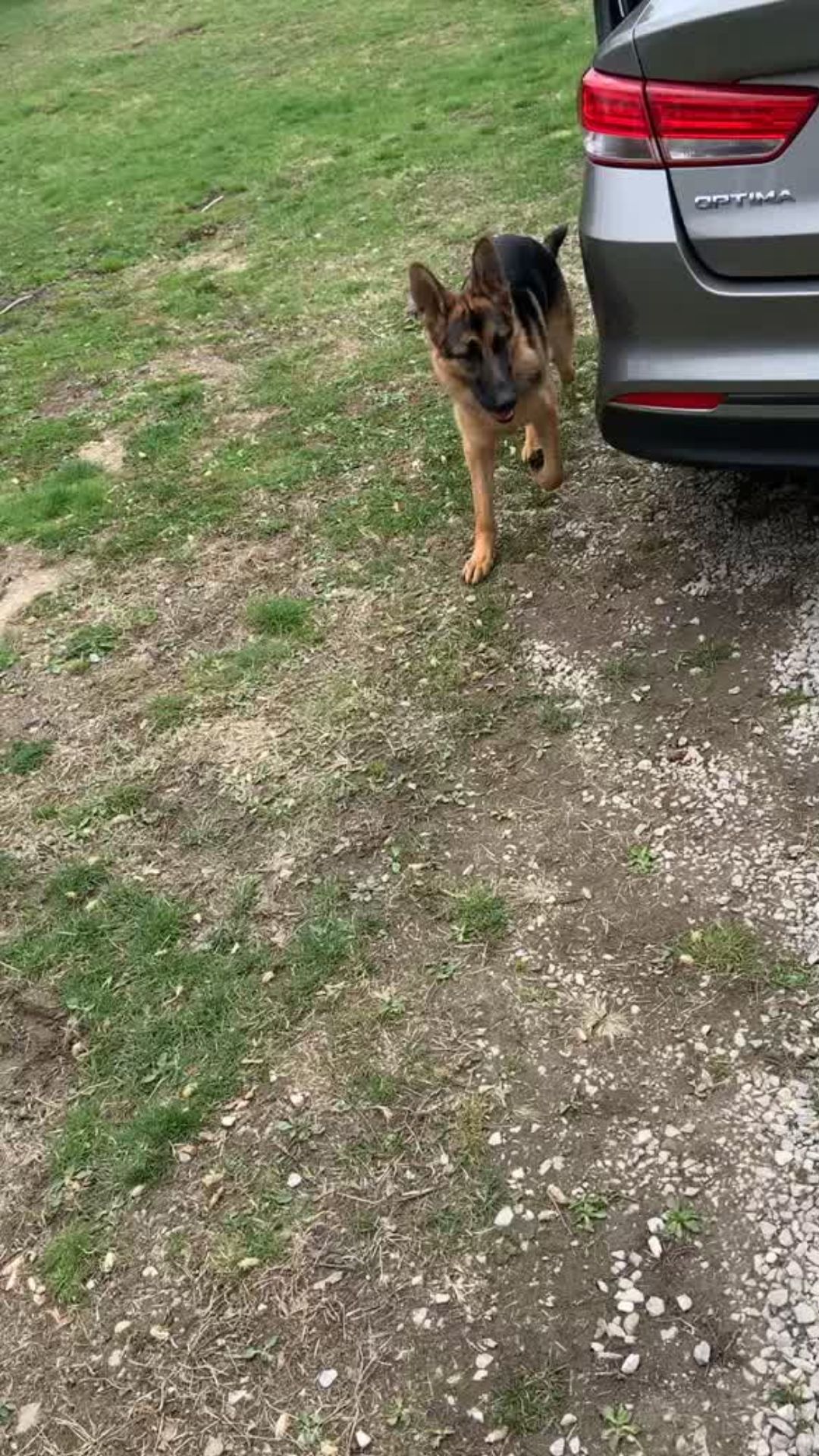 Diva status German shepherd puppy moments