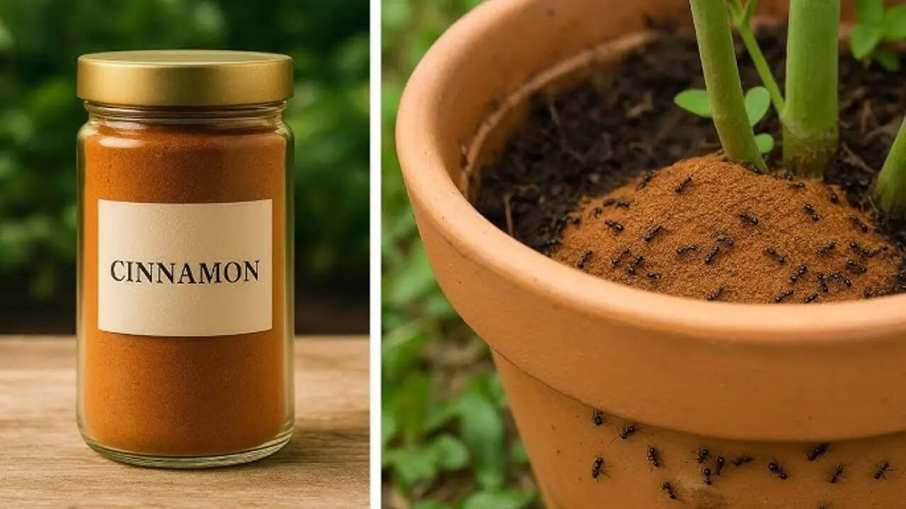 Is cinnamon actually good for your plants? Here’s why gardeners are ...