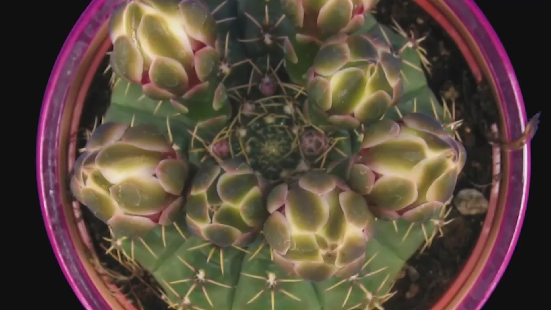 Slimme tuinhacks die je groene vingers geven