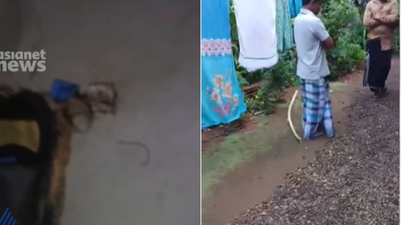 Kerala snake shocker: Sleeping man wakes up to venomous snake wrapped ...