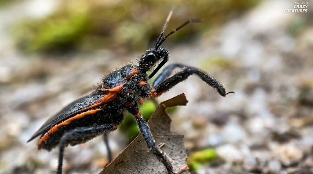 Watch what happens when an assassin bug ambushes prey twice its size