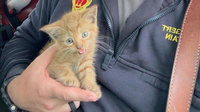 Tower crew purr-forms a rescue, pulls kitten from car engine in Goldsboro