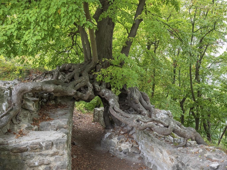 The most beautiful castles and palaces in the Harz