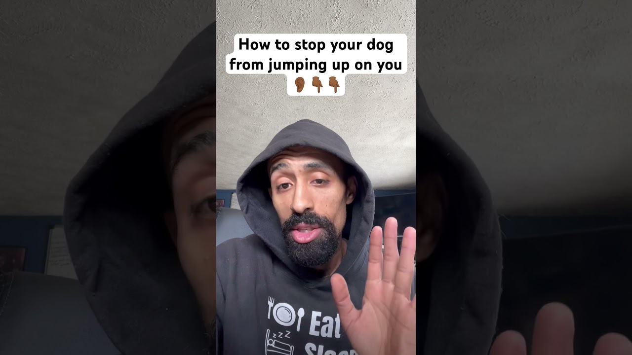 How to stop your dog from jumping on people