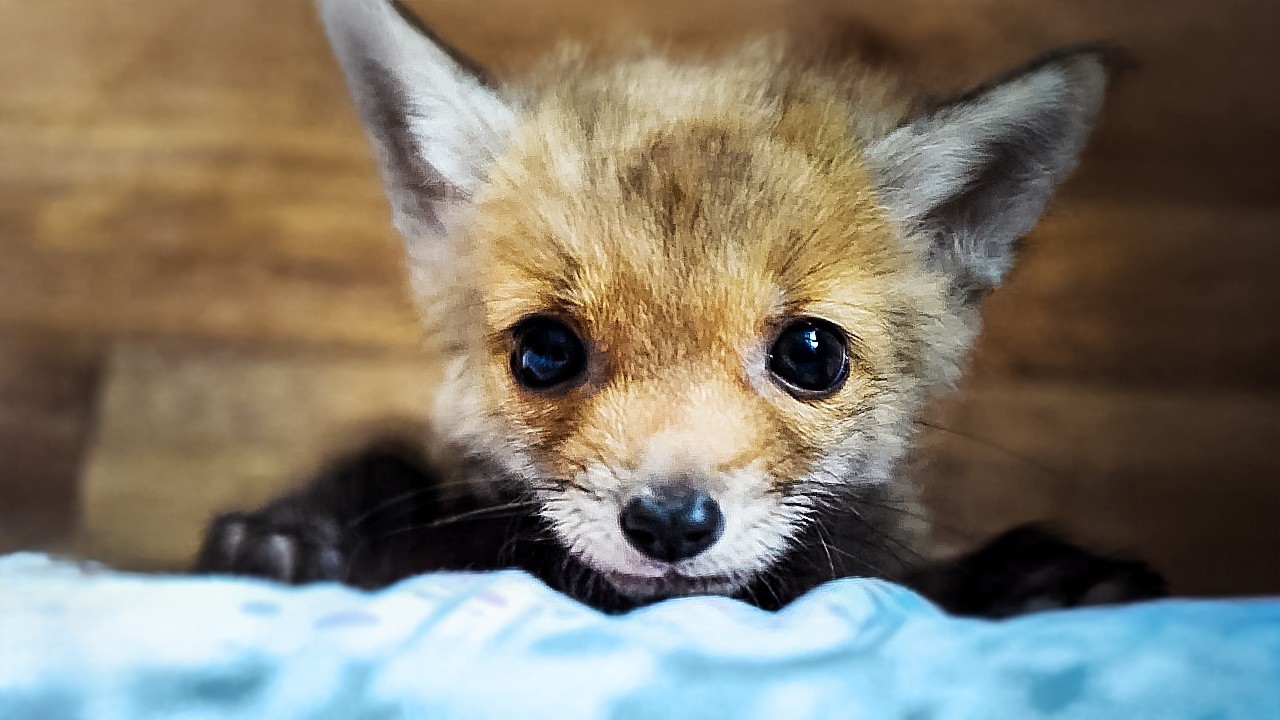 She saved a baby fox - and gained a lifelong best friend