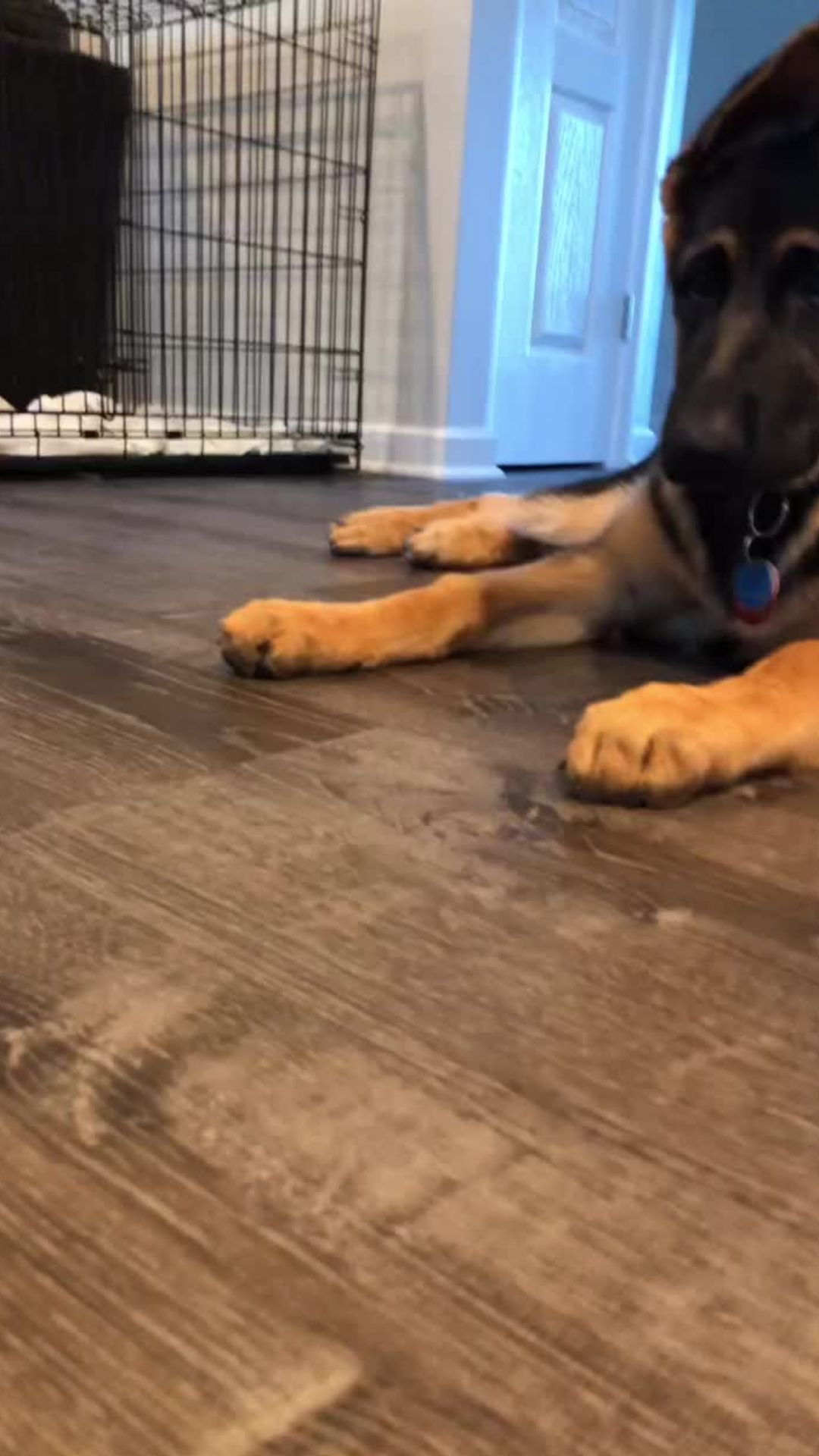 German shepherd puppy playing soccer and having fun