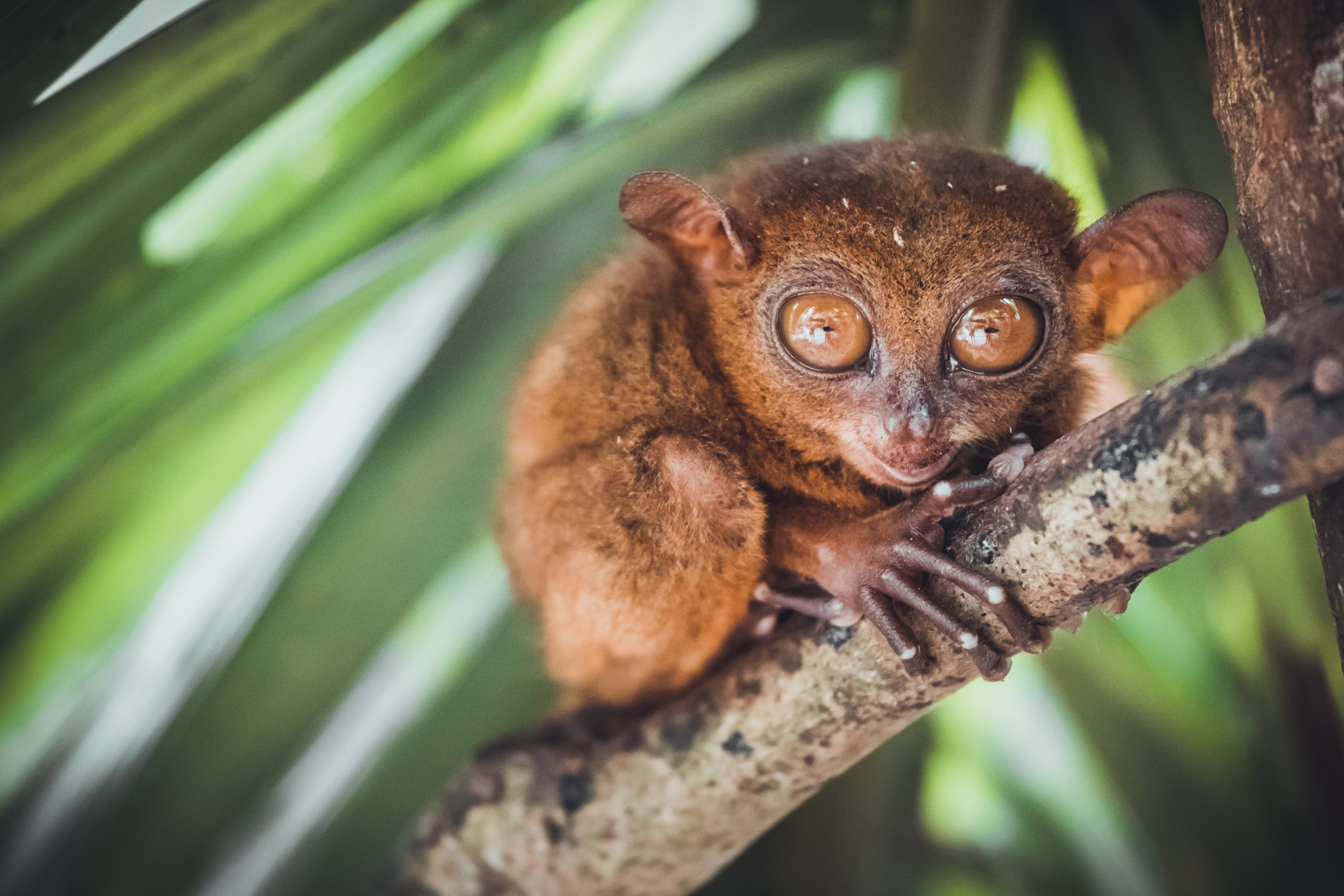 Lost animal species that returned from extinction