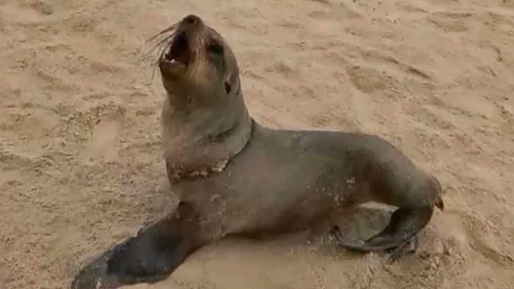 This poor seal was bleeding and terrified as time ran out