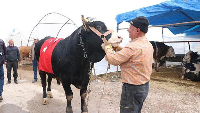 Kayseri'de 1 tonluk 'Paşa' dudak uçuklatan fiyata satıldı! 'Denizi ...
