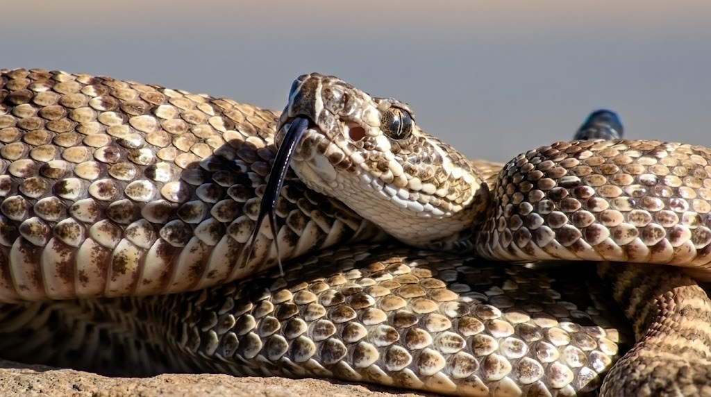This snake can kill before you even realize it moved