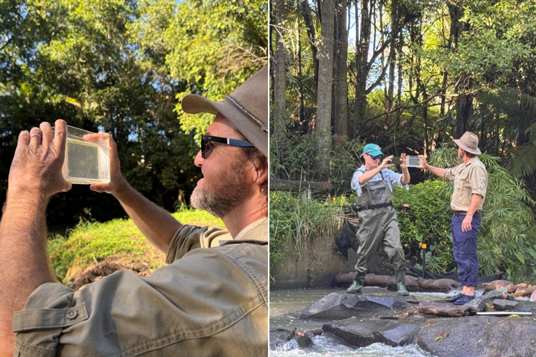 Aussie council’s underwater staircase brings native species back after ...