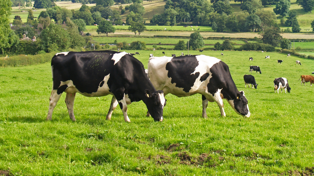 The cow compass: How cows secretly use Earth's magnetic field while grazing