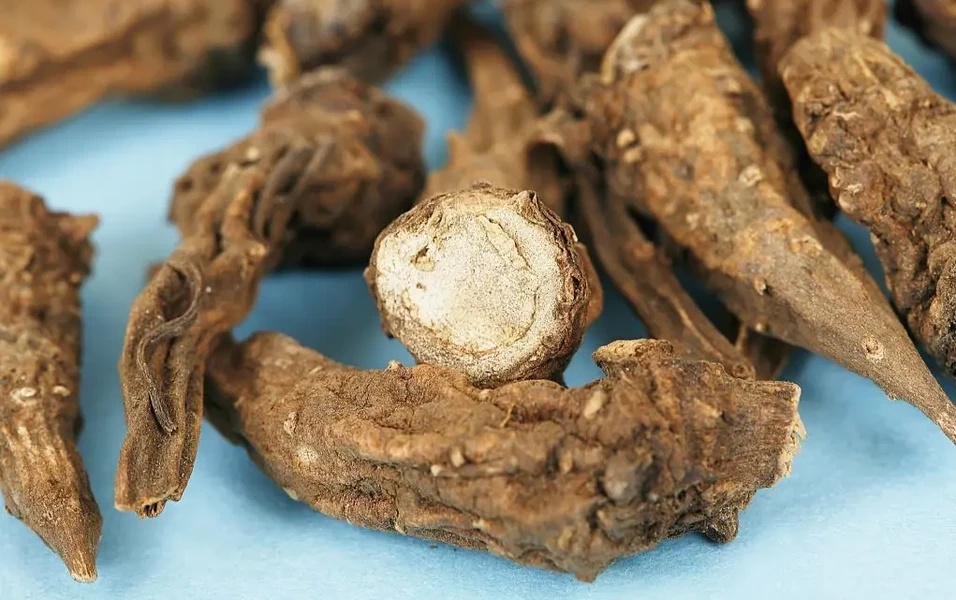 600-year-old tools show Ming use of toxic plant anesthetic