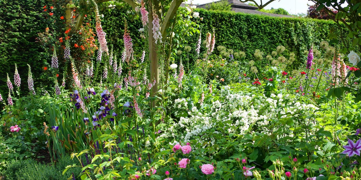15 plants that instantly create a romantic English country garden
