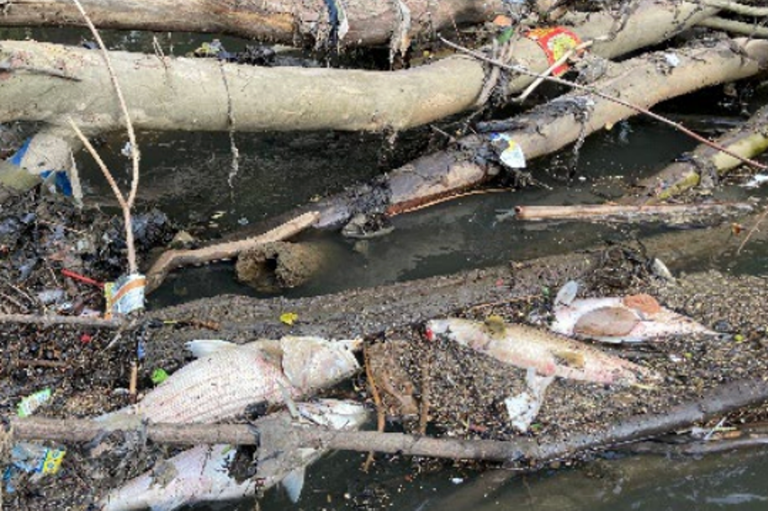 Thousands of dead fish in US river sparks major investigation