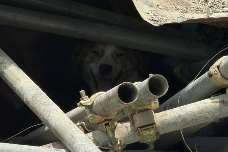 Dog comes out alive from collapsed building in Pampanga
