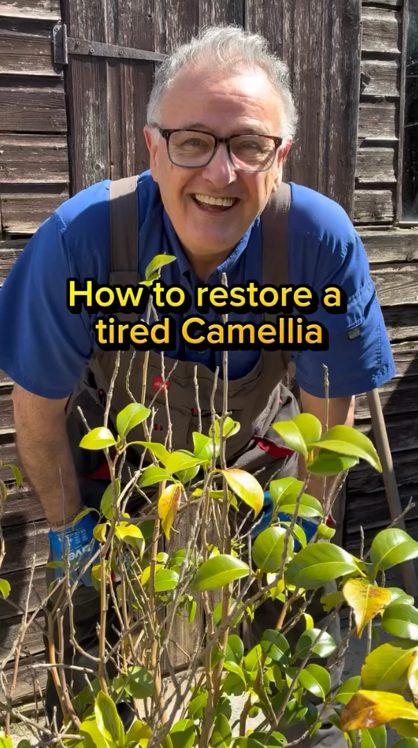 How to restore a tired camellia