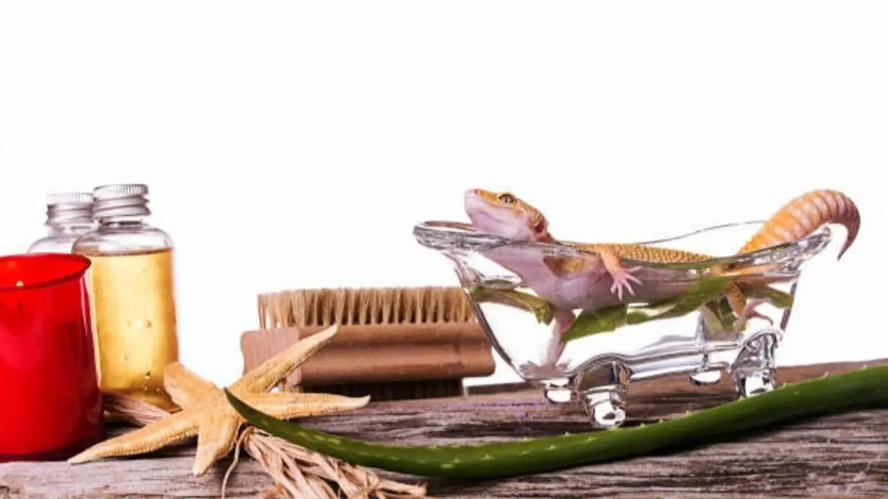 How to keep lizards away naturally using lemongrass oil: Easy home ...