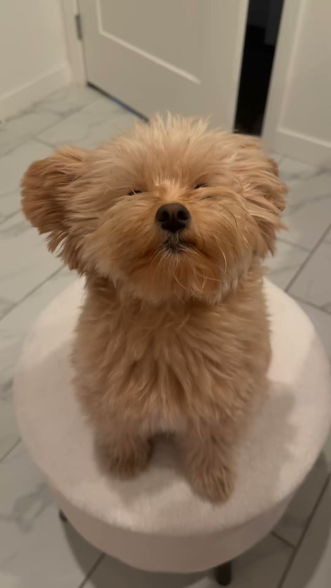 See this cute puppy’s sweet interaction with its human