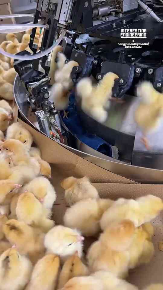 The machine that vaccinates baby chicks at scale