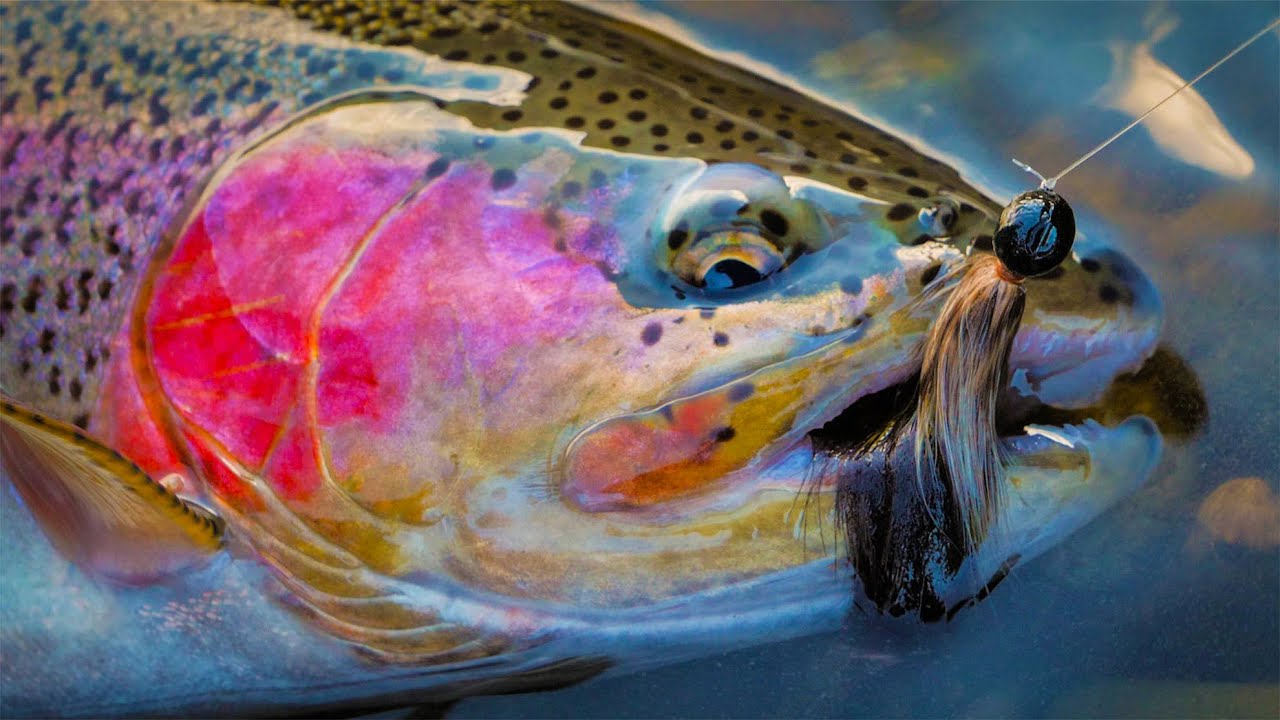 Watch this before you go trout fishing!