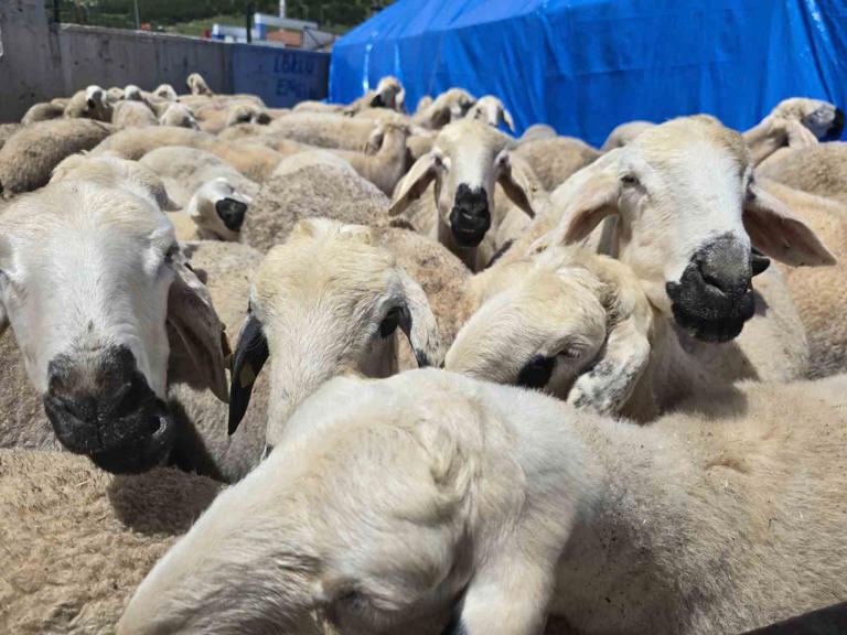 Yozgat hayvan pazarında kurbanlıklar alıcısını bekliyor