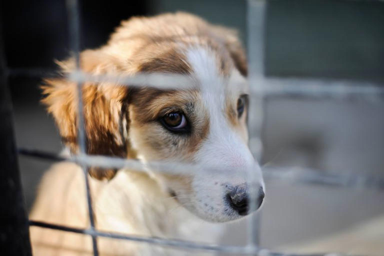 Coventry's heart-breaking stray dog problem as hundreds abandoned after ...