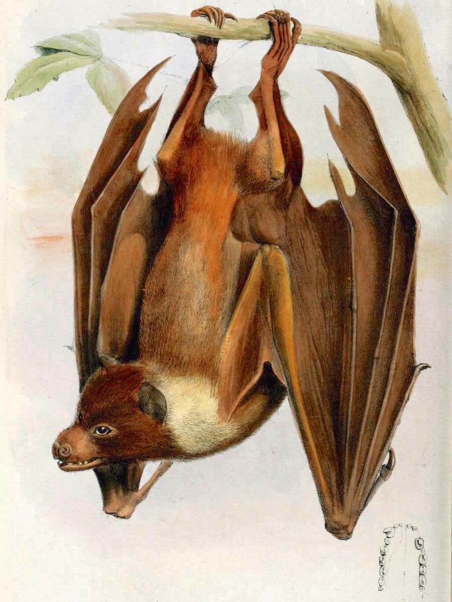 20 animals that have gone extinct in the last 100 years