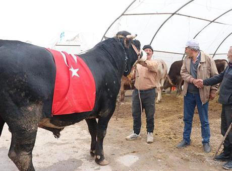 Kayseri'de 1 tonluk 'Paşa' dudak uçuklatan fiyata satıldı! 'Denizi ...