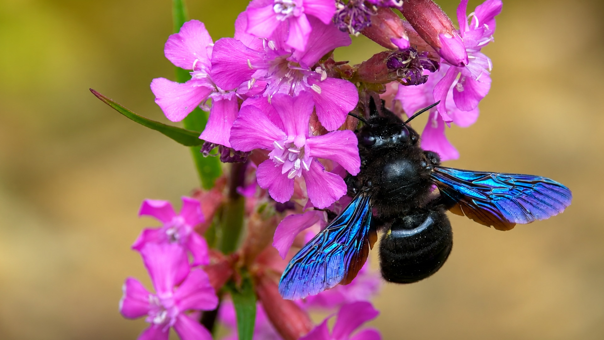 Diese riesige Biene landete ohne Vorwarnung direkt vor der Kamera
