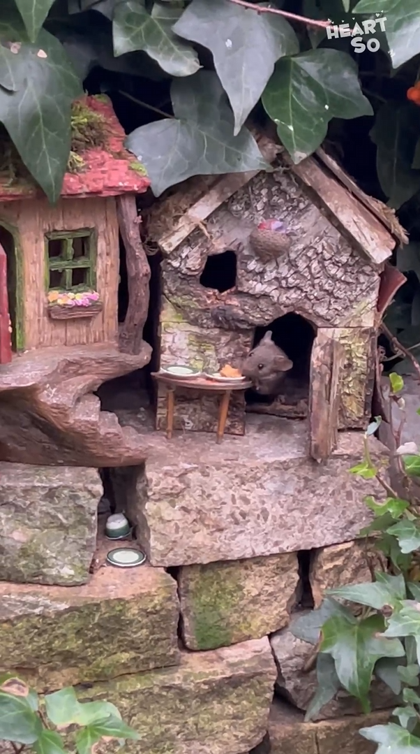 Man feeds a cute family of mice living in his garden