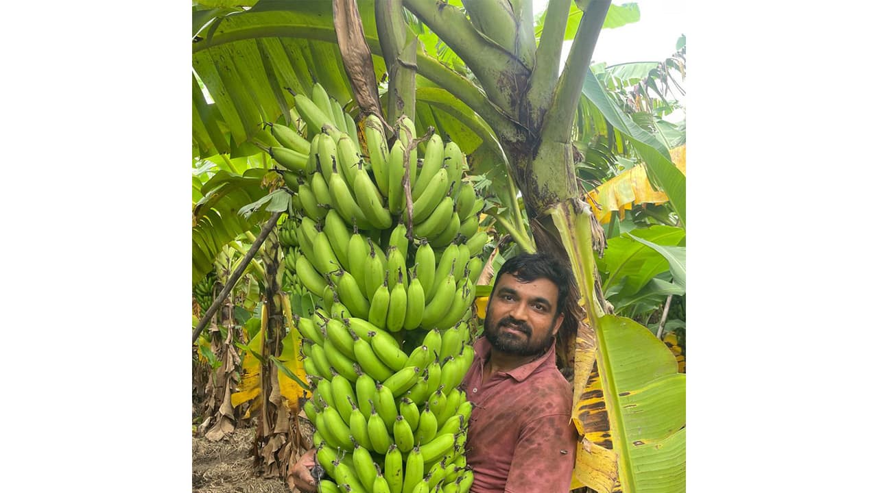 Father's death inspires Surat man to adopt natural banana farming