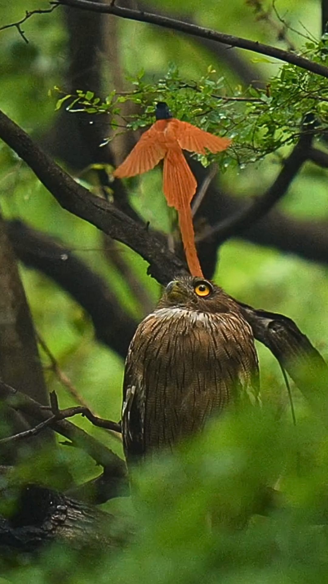Owl and paradise flycatcher wildlife moment